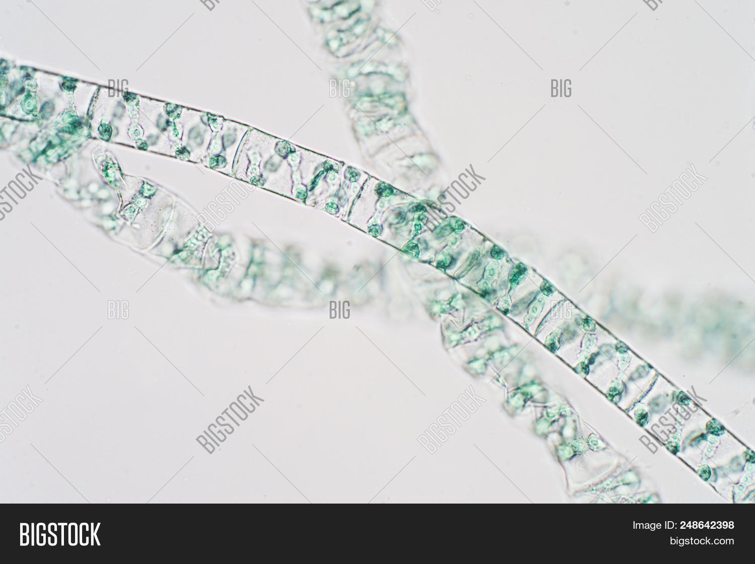 Spirogyra Is Genus Of Filamentous Charophyte Green Algae Under ...