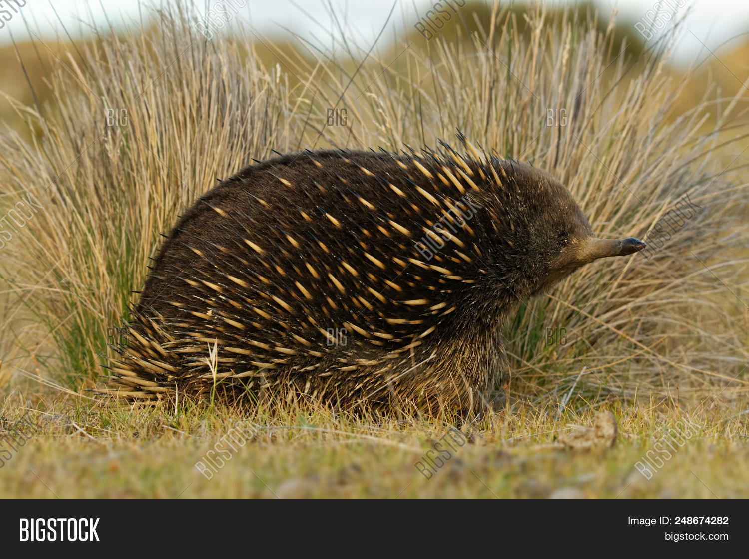 Echidna Australian Egglaying Monotreme Stock Footage