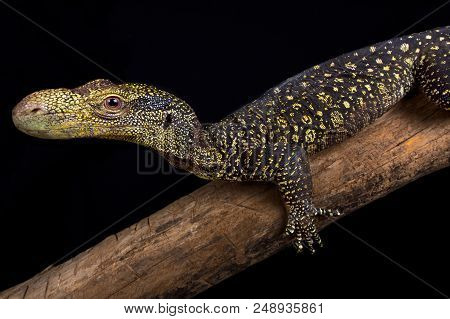 The Crocodile Monitor (varanus Salvadorii) Is The Longest Lizard ...