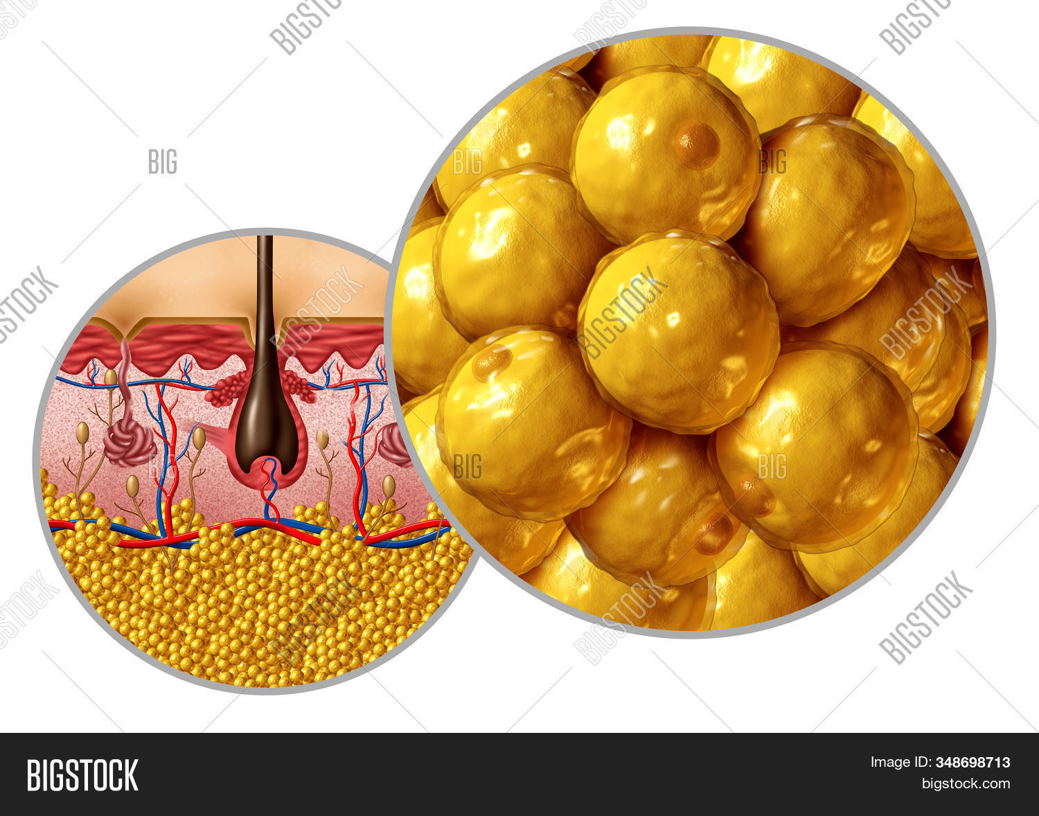 Fat Anatomy Diagram Adipocyte Or Lipocyte Concept With A Cross Section ...