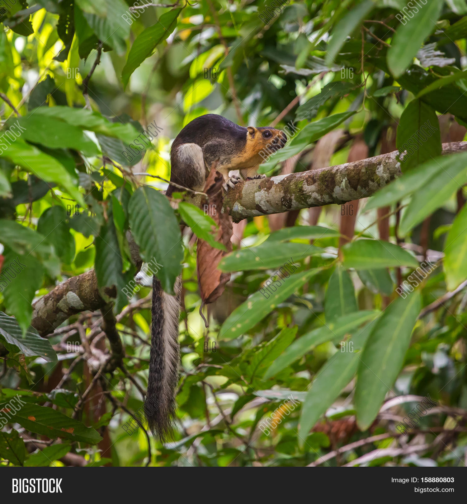 Close-up photo of the cream-coloured Giant Squirrel (Ratufa affinis ...