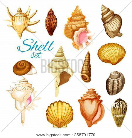 Seashell, Sea Animals And Ocean Beach Mollusk. Scallop, Snail And Clam ...