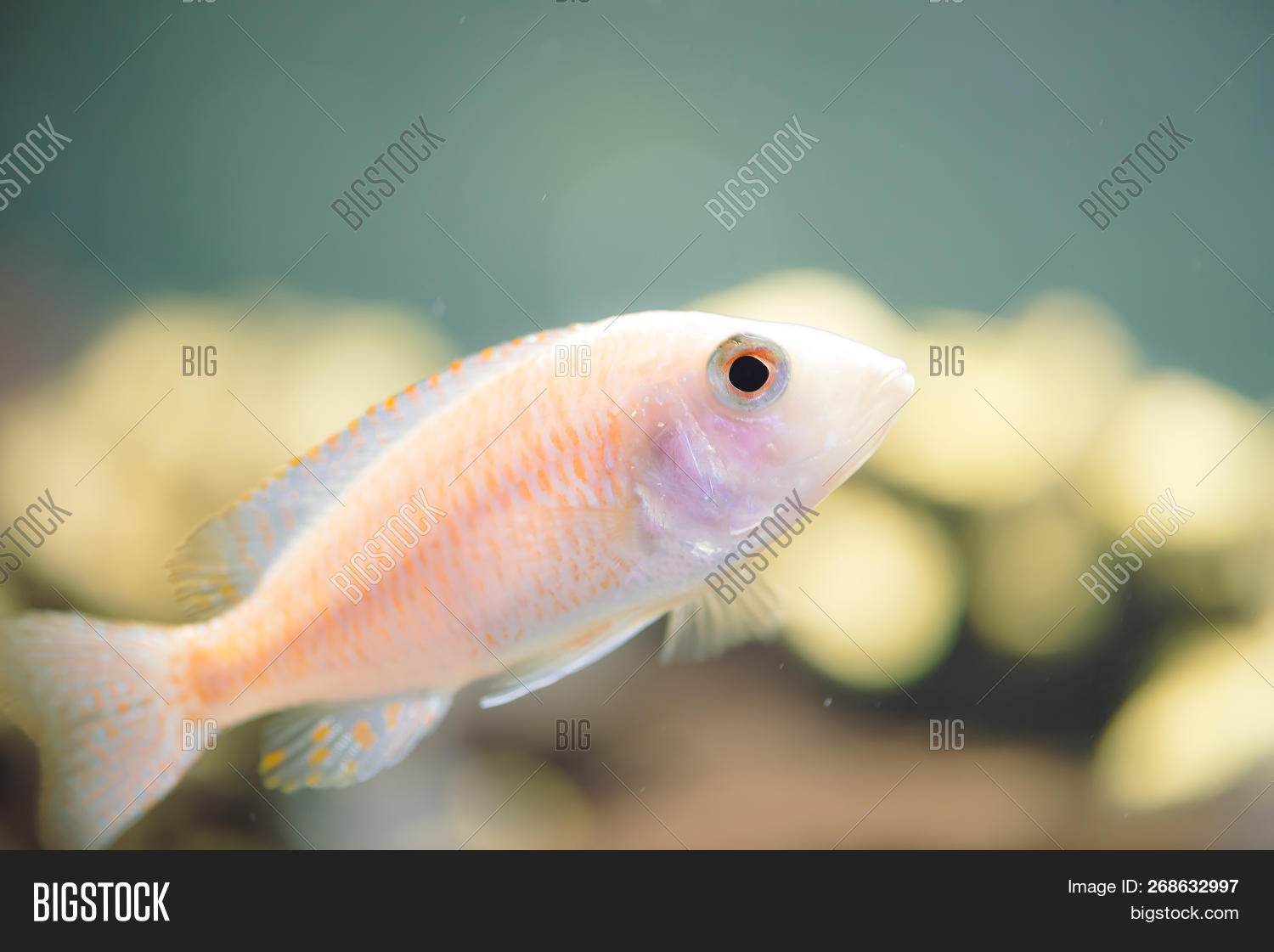 Albino Zebras Fish Floats In Aquarium. Metriaclima Pyrsonotos, Cichlids ...