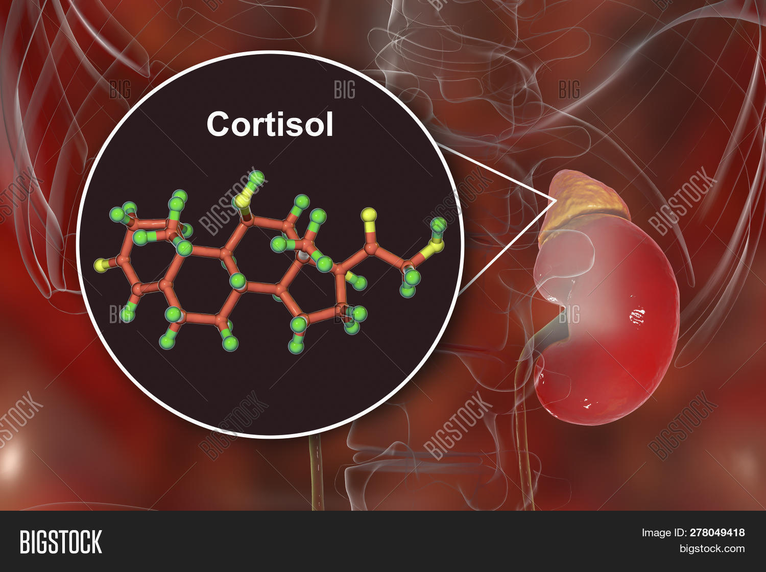 Molecule Of Cortisol Hormone And Adrenal Gland, 3d Illustration ...
