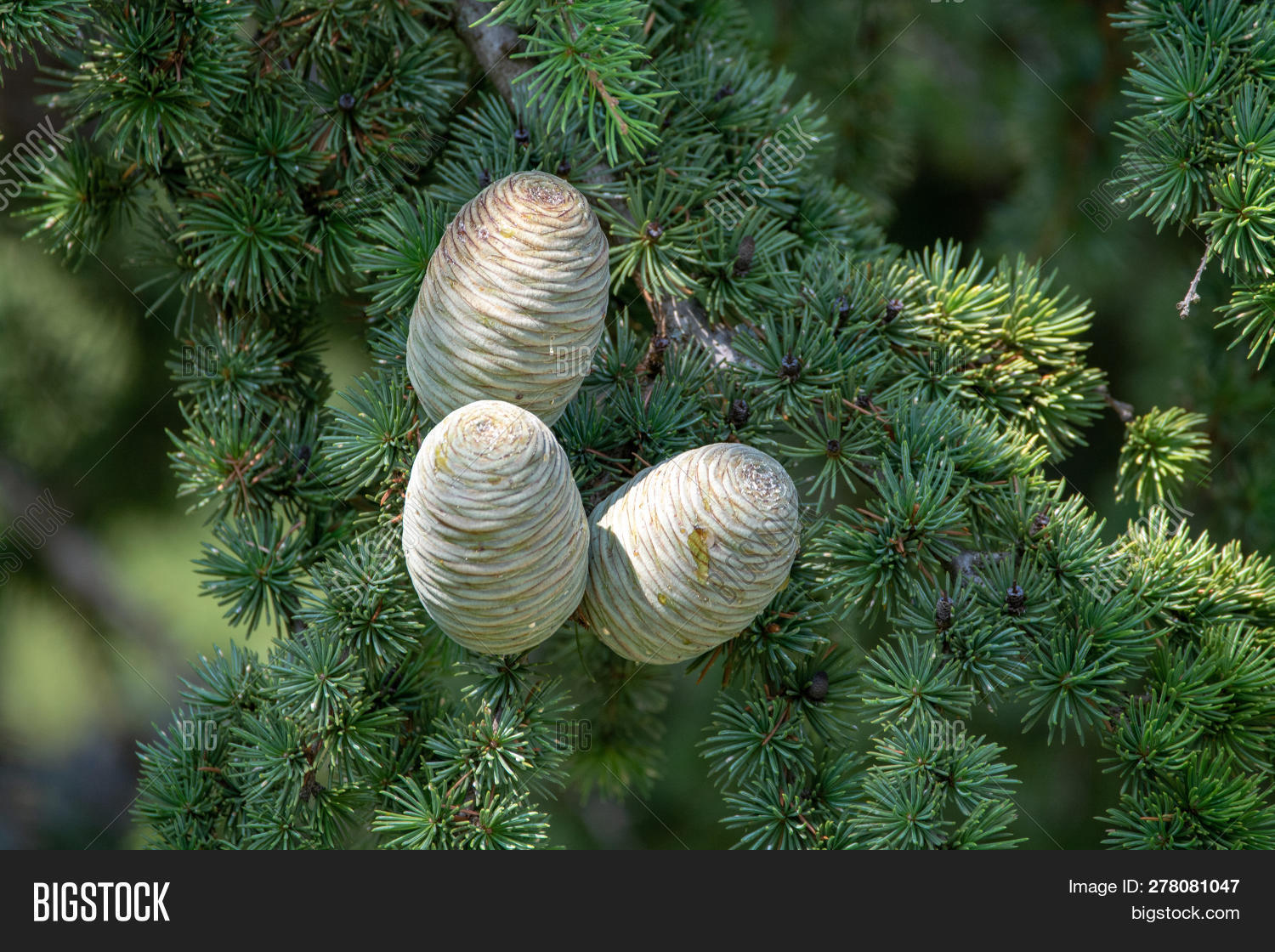 Himalayan Cedar Or Deodar Cedar Tree With Female Cones, Christmas ...