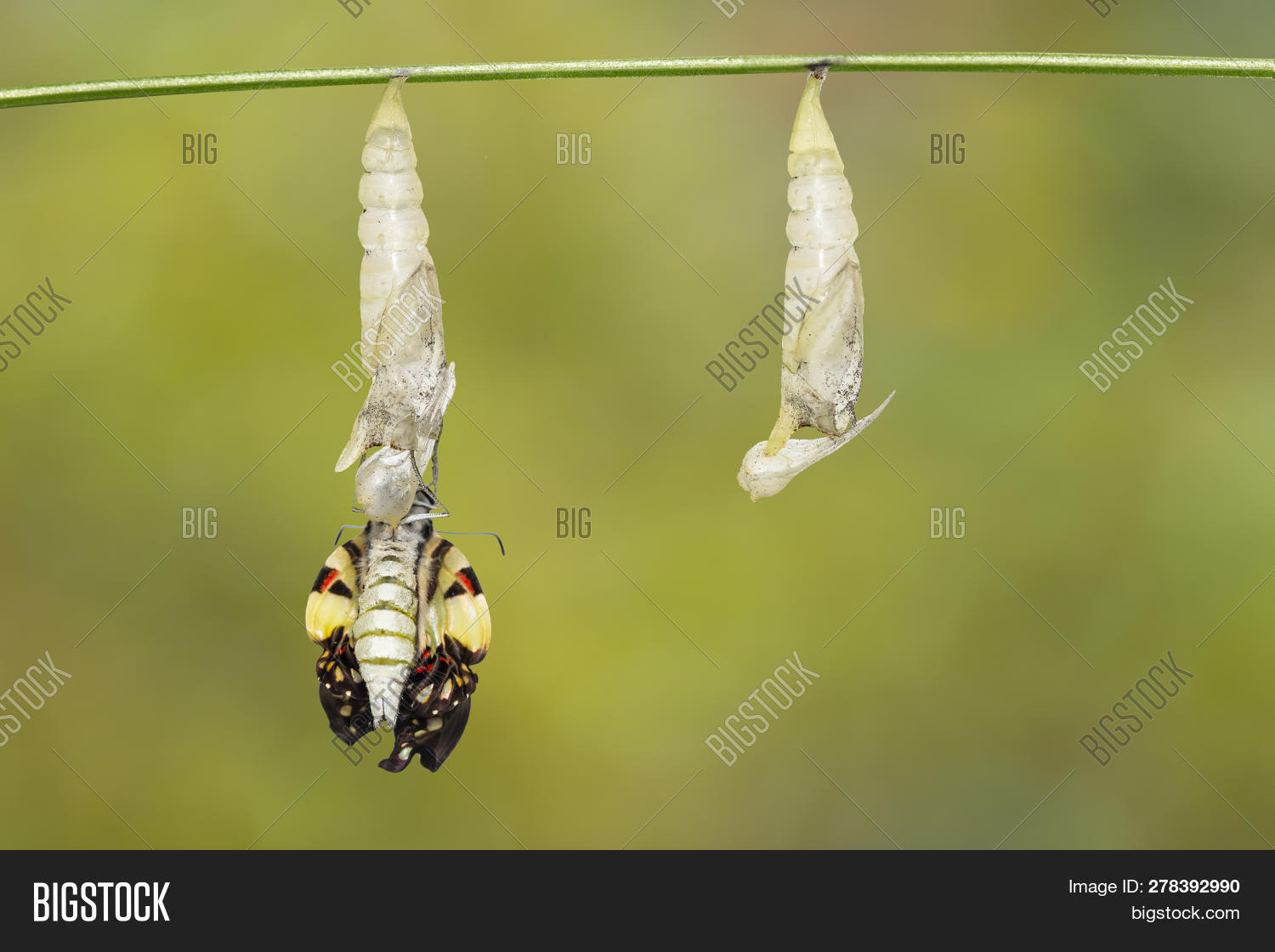 Emerged Common Jay Butterfly ( Graphium Doson) With Pupa Shell Hanging ...