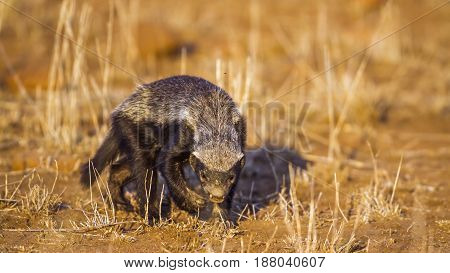 Honey badger in Kruger national park, South Africa ; Specie Mellivora ...