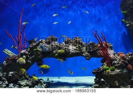 Tropical fish swimming near colorful corals, stones and rock in big ...