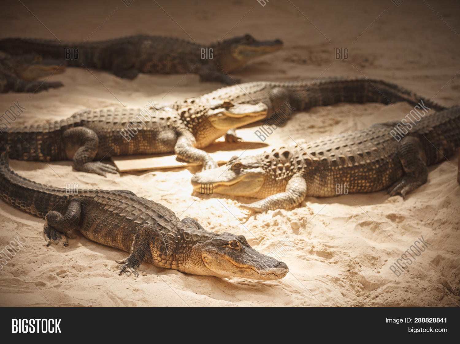 A Few Very Cute Little Alligators Are Shown In The Everglades National ...