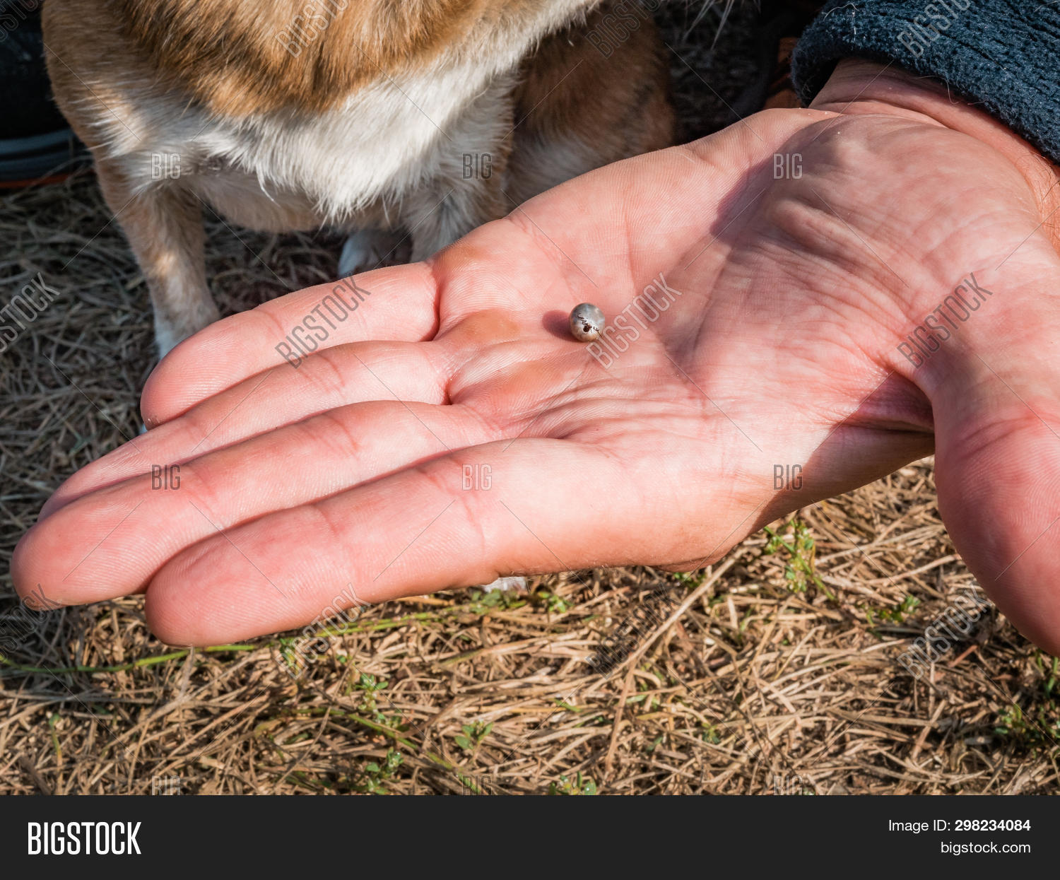 The Tick Engorged With Blood Moves On The Man Hand Close Up, Swollen ...