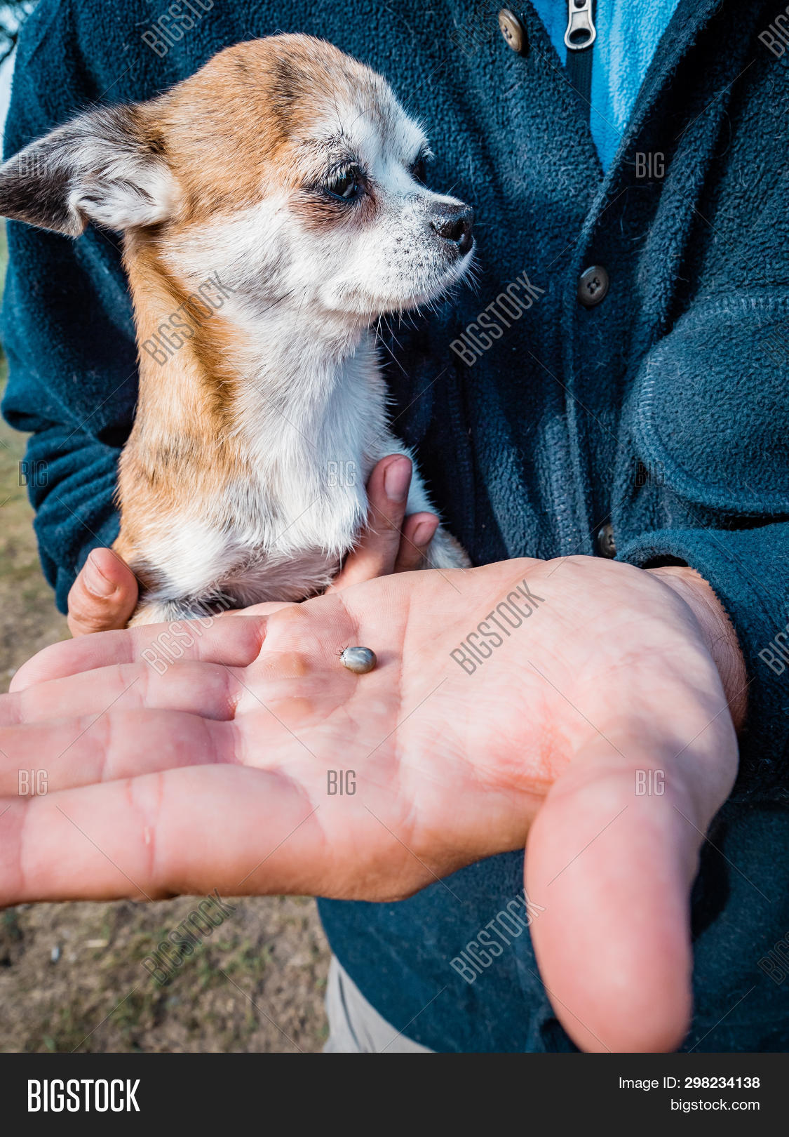 The Tick Engorged With Blood Moves On The Man Hand Close Up, Swollen ...