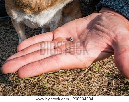 The Tick Engorged With Blood Moves On The Man Hand Close Up, Swollen ...
