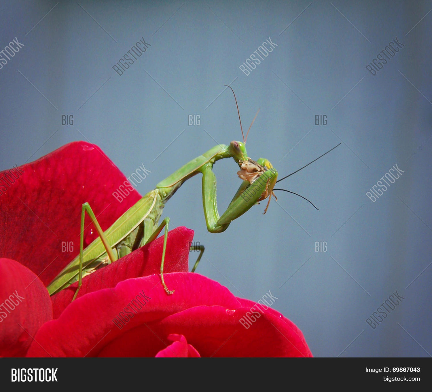 a praying mantis holding onto a red rose petal on a hot summer day ...