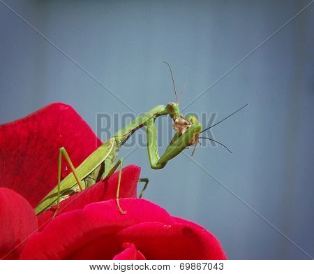 a praying mantis holding onto a red rose petal on a hot summer day ...