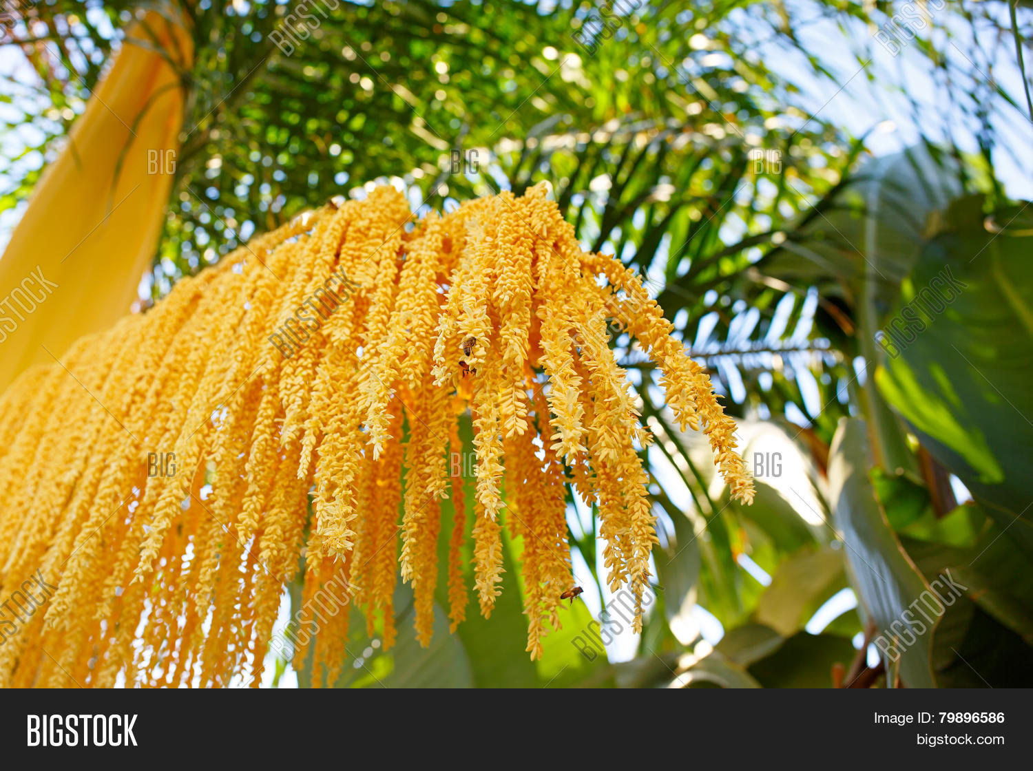 Phoenix roebelenii (Pygmy date palm) yellow branch of flowers image ...