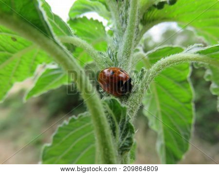 Ladybug is the most useful insect for plants and in Italy it is said ...