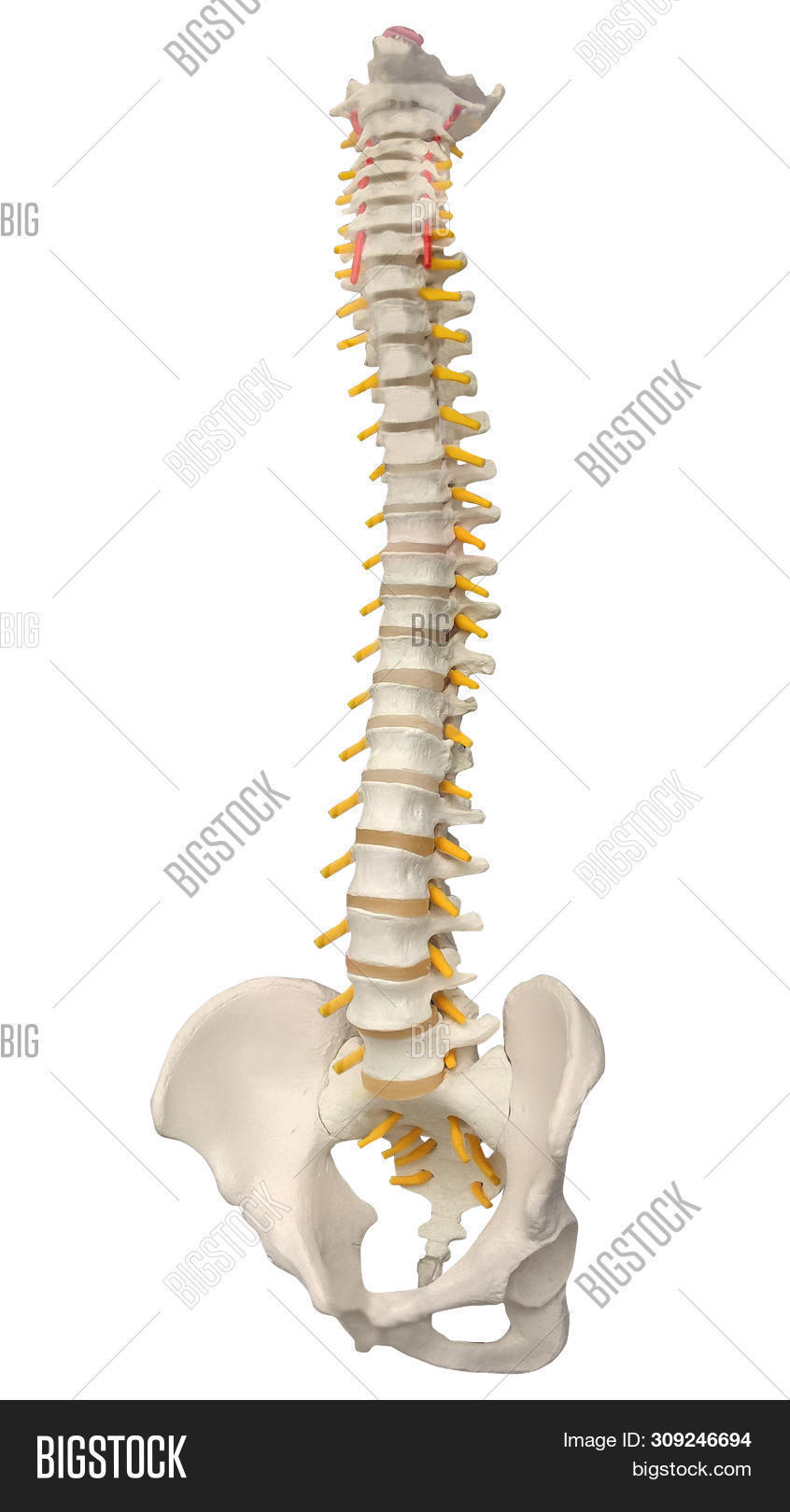 Skeletal Human Spine And Vertebral Column Or Intervertebral Discs ...