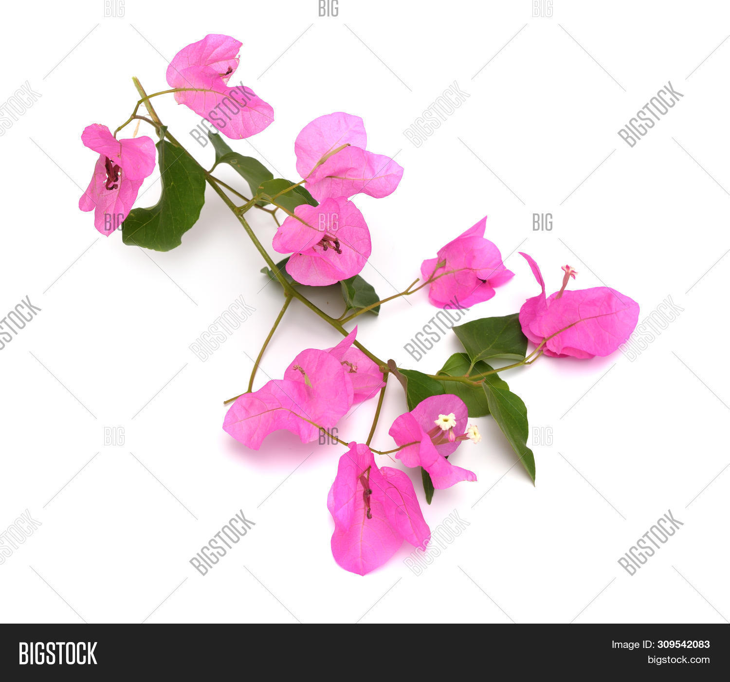 Bougainvillea, Also Known As Buganvilla Bugambilia Bouganvel Pokok ...