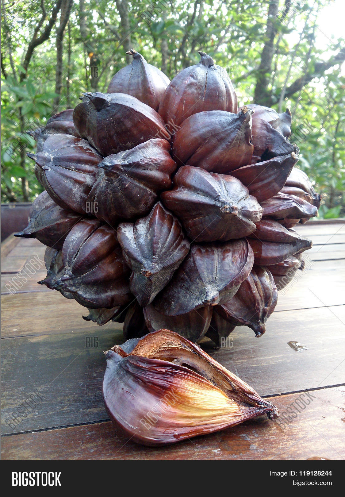 Nypa Palm Seed, Nypa, Atap Palm, Nipa Palm, Mangrove Palm, Nypa ...