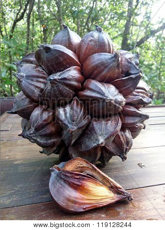 Nypa Palm Seed, Nypa, Atap Palm, Nipa Palm, Mangrove Palm, Nypa ...