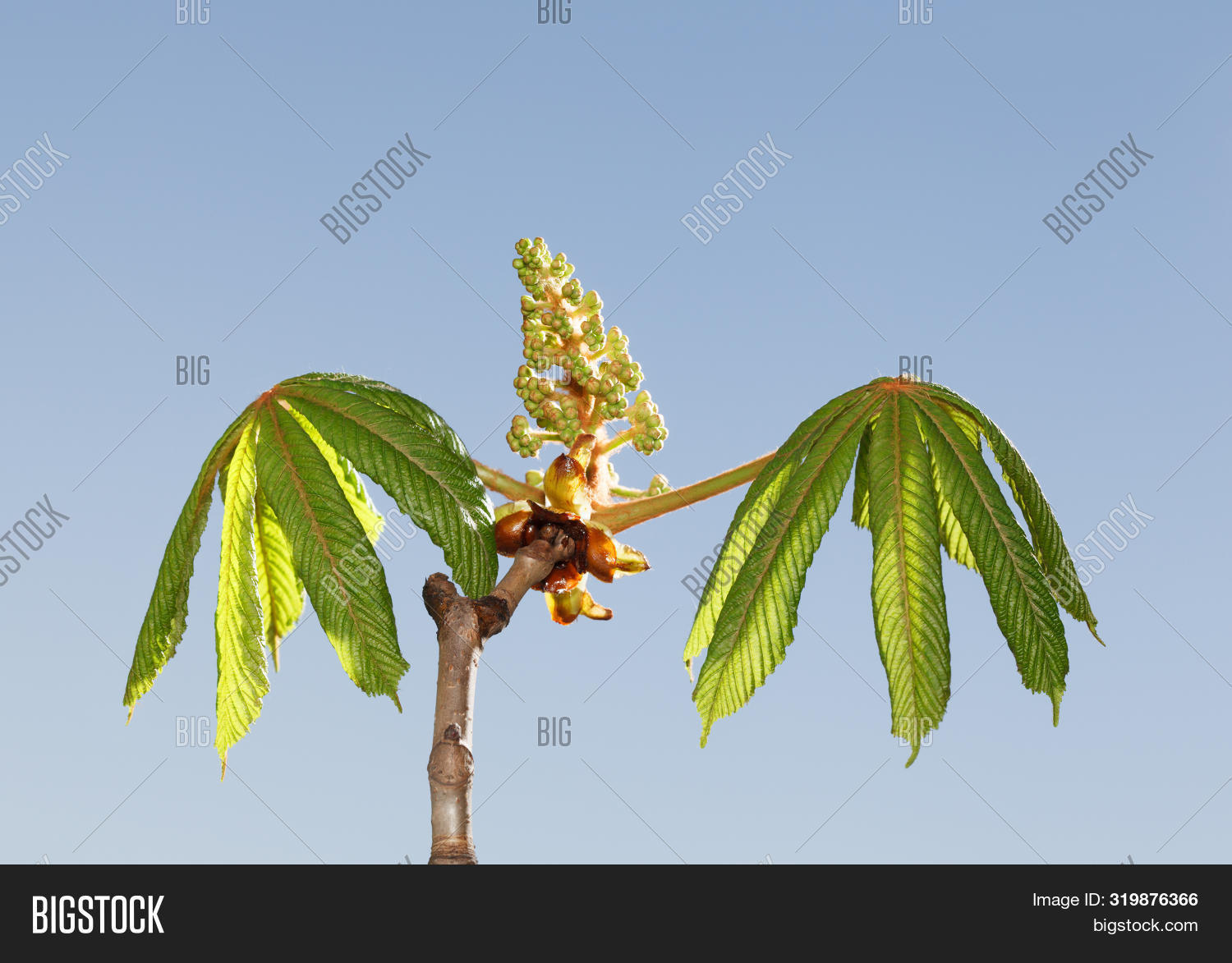 Growing Fresh Compound Leaves And Panicle Of Going To Bloom Flower Buds ...