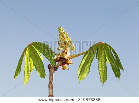 Growing Fresh Compound Leaves And Panicle Of Going To Bloom Flower Buds ...