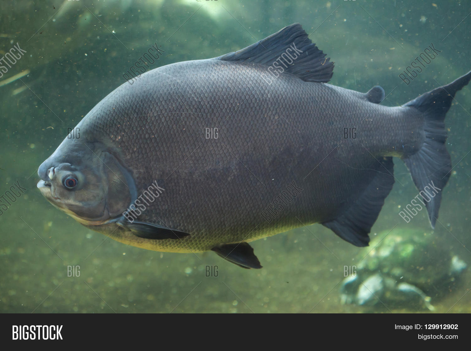 Tambaqui (Colossoma macropomum), also known as the giant pacu. Wild ...