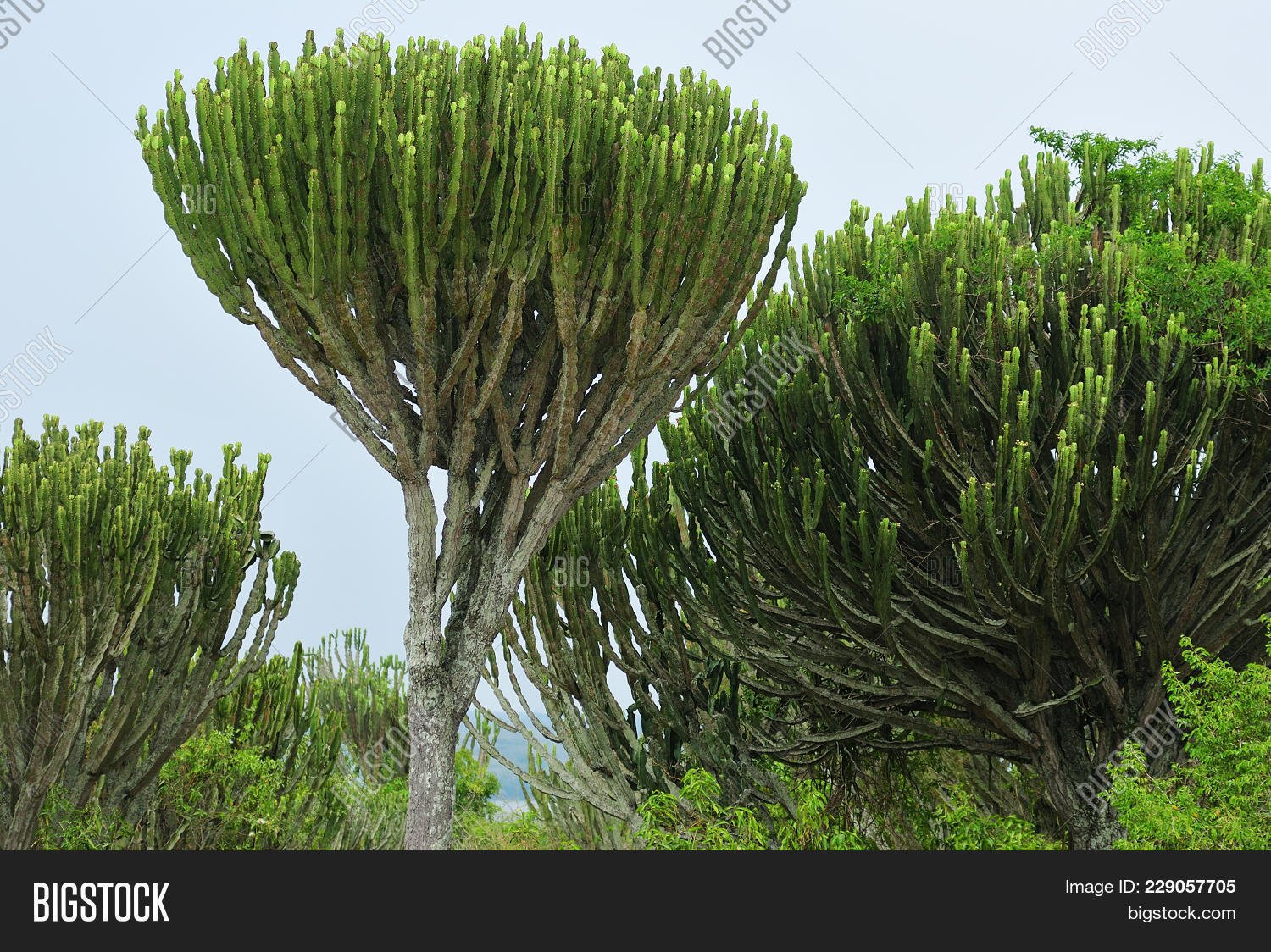 Euphorbia Ingens, Candelabra Tree, African Milk Tree, Candelabra Cactus ...