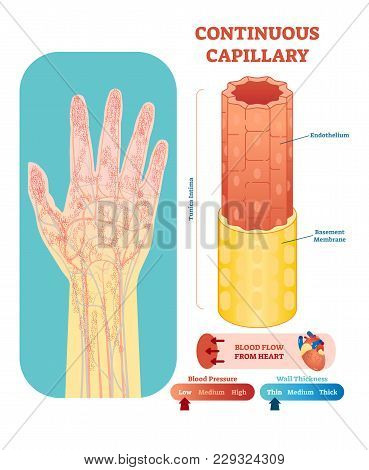 Continuous Capillary Anatomical Vector Illustration Cross Section With ...