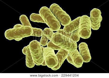 Enterobacter Bacteria, Gram-negative Rod-shaped Bacteria, Part Of ...