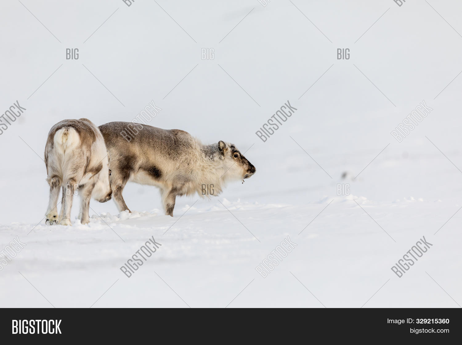 Wild Svalbard Reindeer, Rangifer Tarandus Platyrhynchus, Two Animals ...