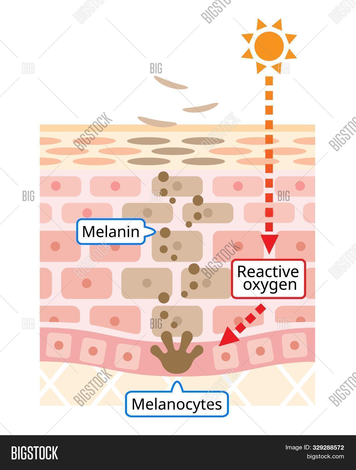 Mechanism Of Skin Cell Turnover Illustration. Melanin And Melanocytes ...