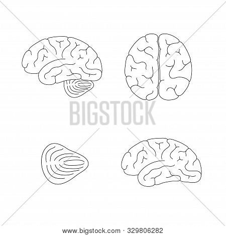 Vector Isolated Illustration Of Human Brain Anatomy. Brain Structure ...