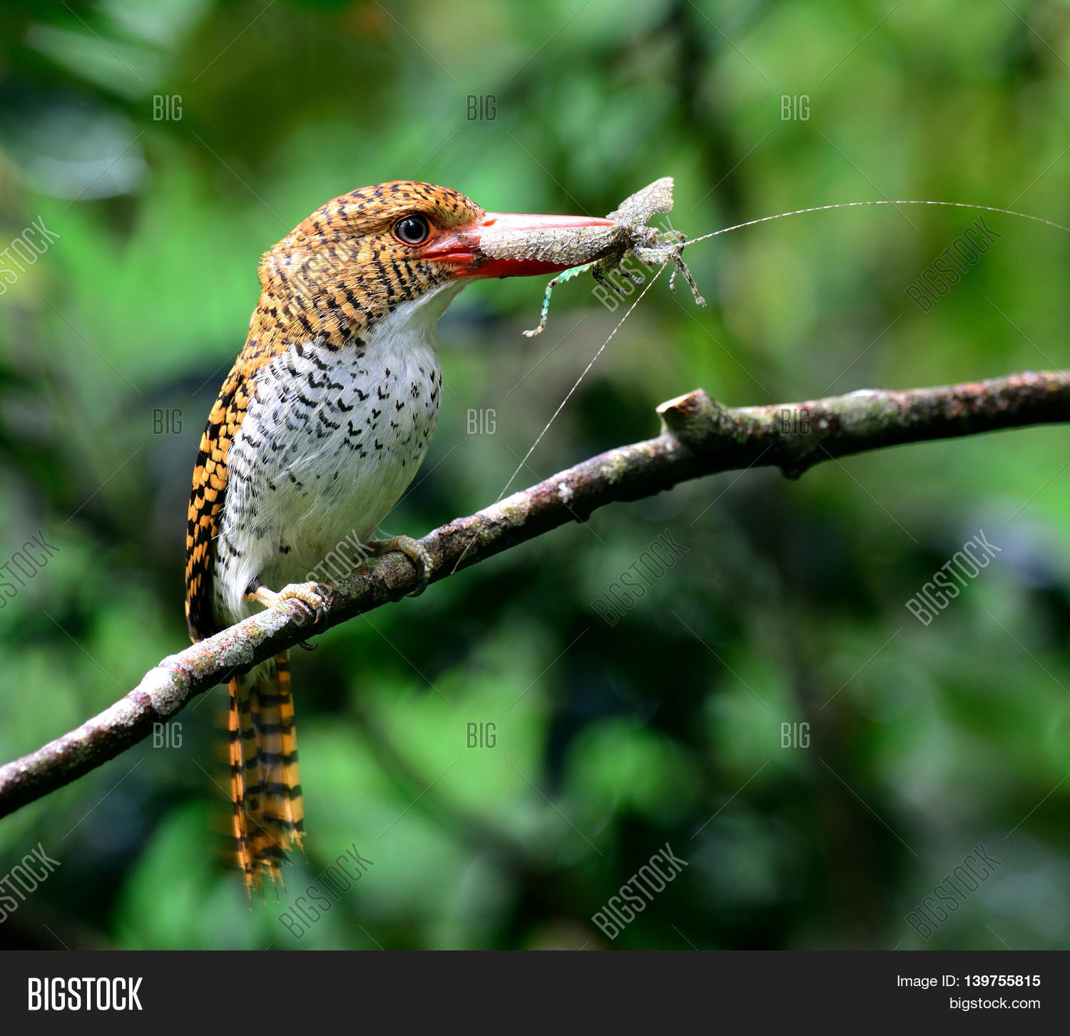 Female Of Banded Kingfisher (lacedo Pulchella) The Beautiful Brown Bird ...
