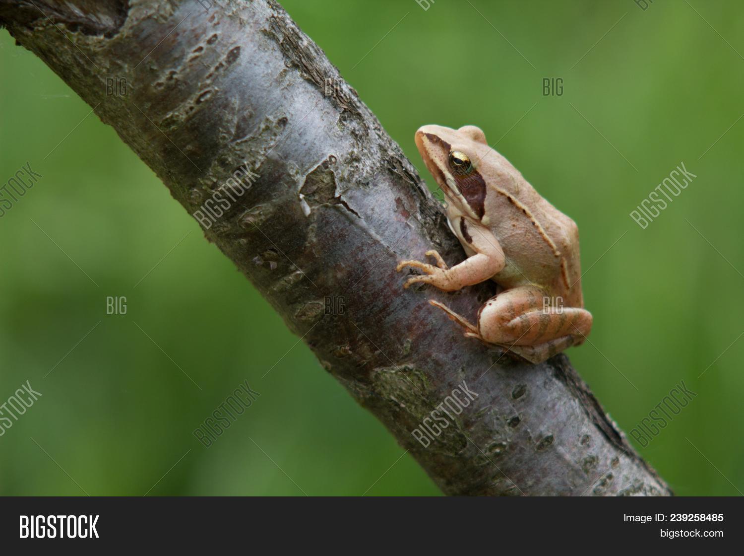 Rana Dalmatina (rana Agilis) Is A Type Of Frog From Groups Of Rana ...