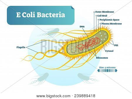 E Coli Bacteria Micro Biological Vector Illustration Cross Section ...
