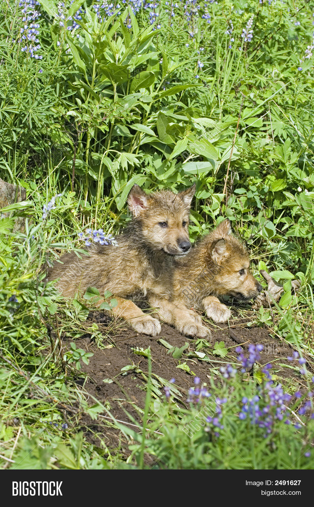 Gray Wolf Cubs image & stock photo. 2491627