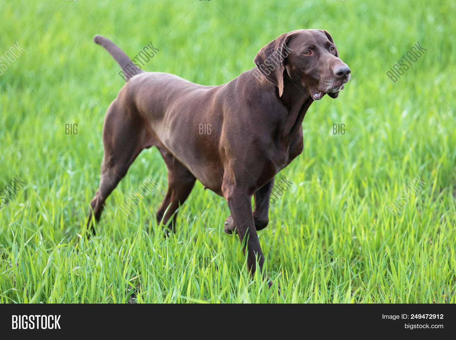 The Brown Hunting Dog Freezed In The Pose Smelling The Wildfowl In The Green Grass. German ...