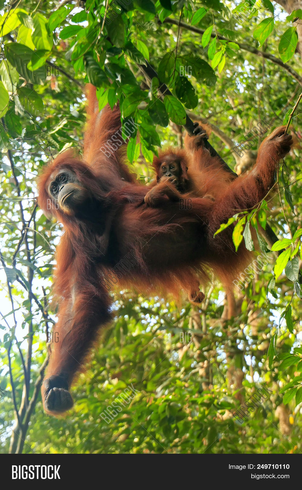 Female Sumatran Orangutan With A Baby Hanging In The Trees, Gunung ...