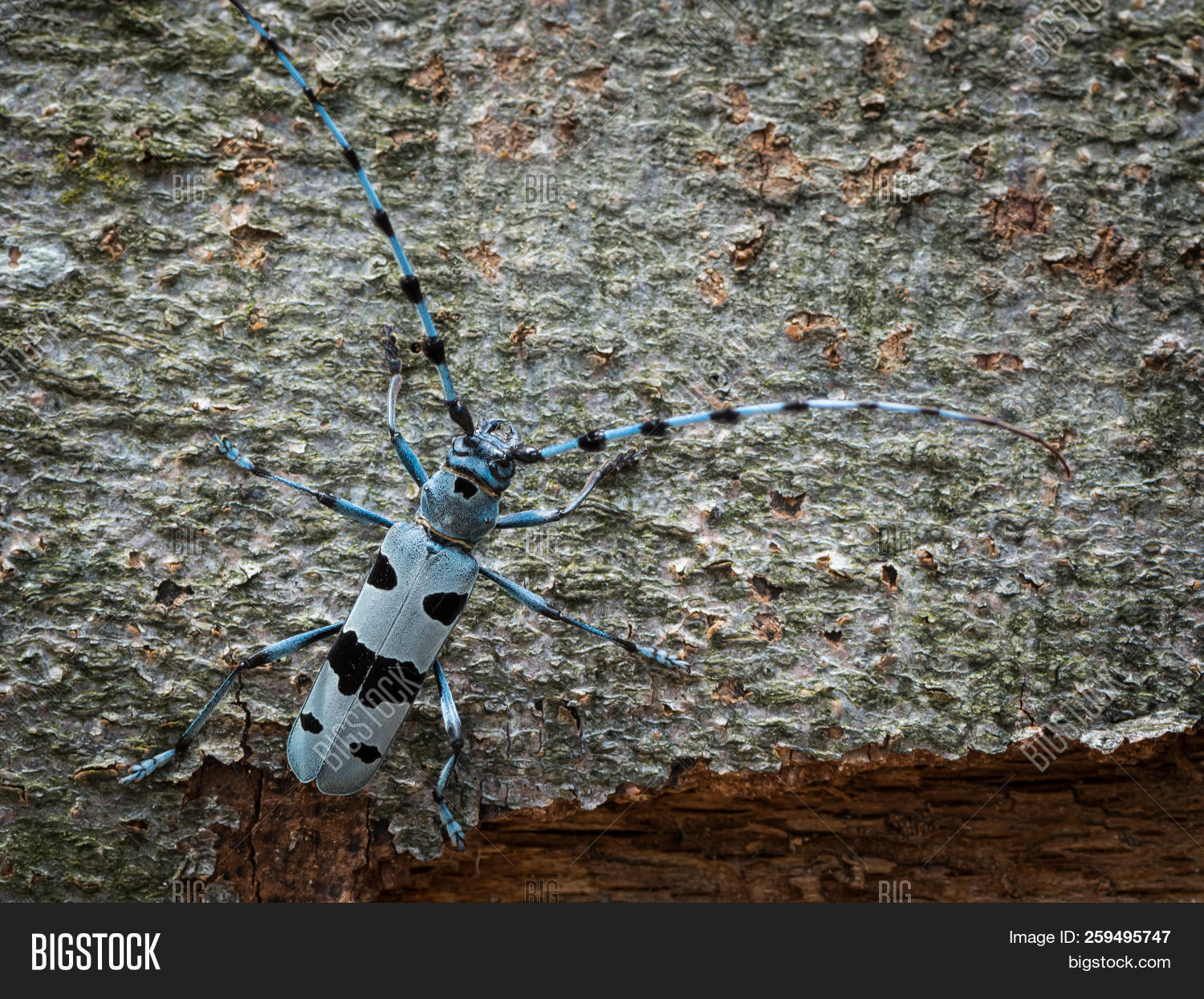 Female Alpine Longhorn Beetle (rosalia Alpina, Cerambycidae) On A Beech ...