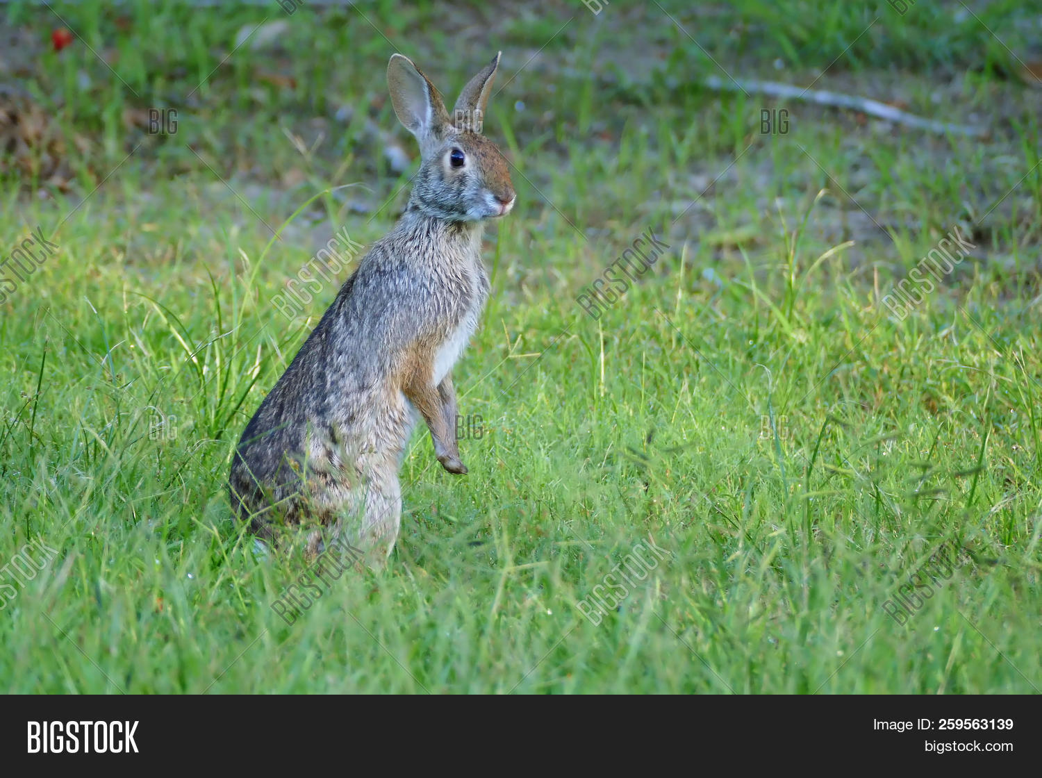 East Texas Swamp Rabbit, Part Of The Cottontail Species, Standing And ...