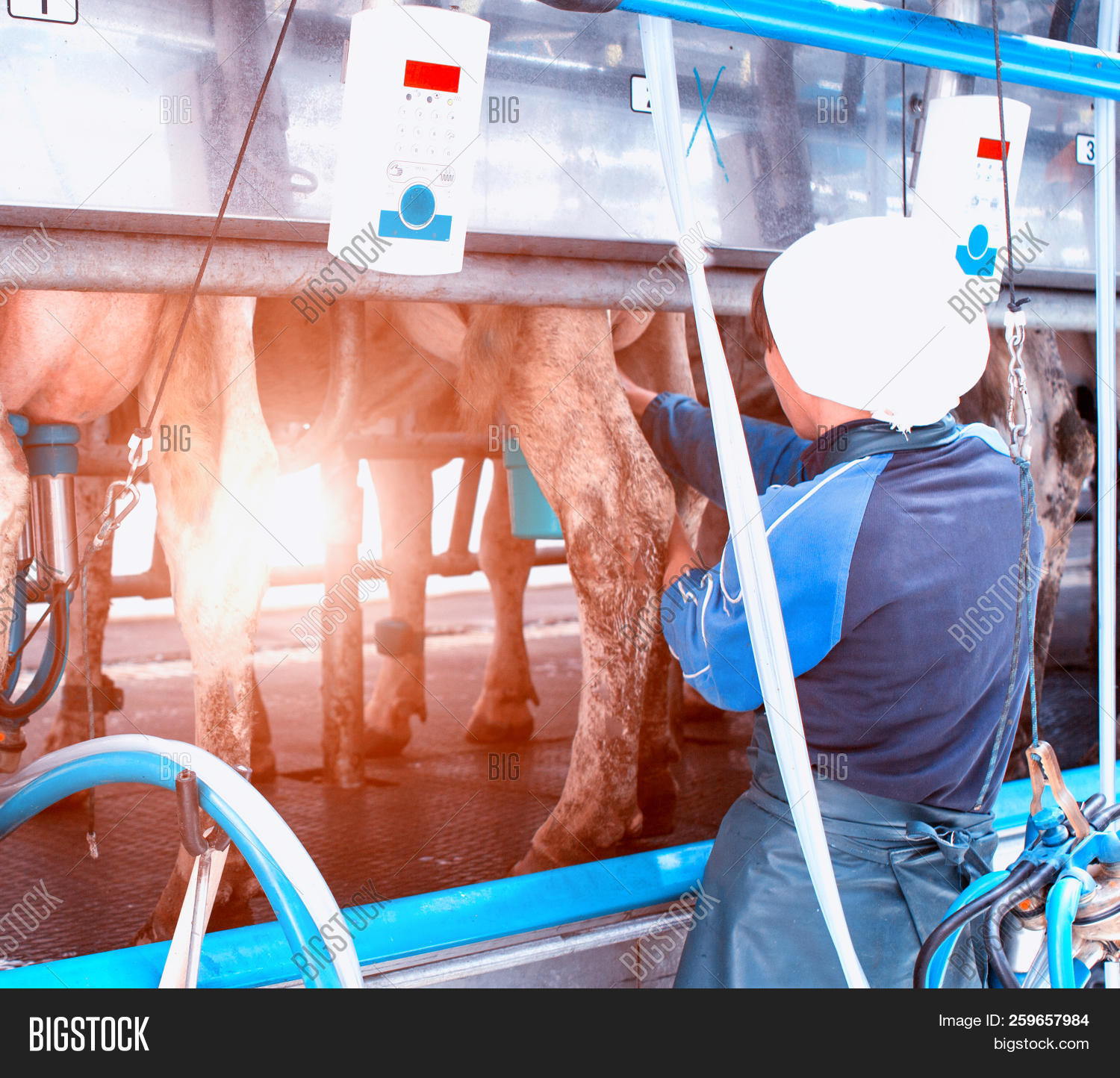A Milkmaid Girl Connects Modern Equipment For Milking A Cow, Produces ...