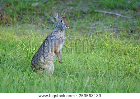 East Texas Swamp Rabbit, Part Of The Cottontail Species, Standing And ...