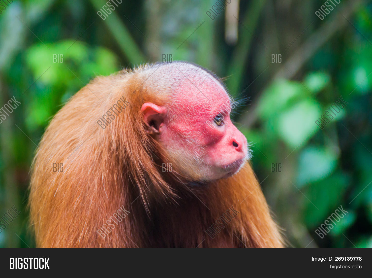 The Bald Uakari Monkey Cacajao Calvus In Amazon Animal Orphanage ...