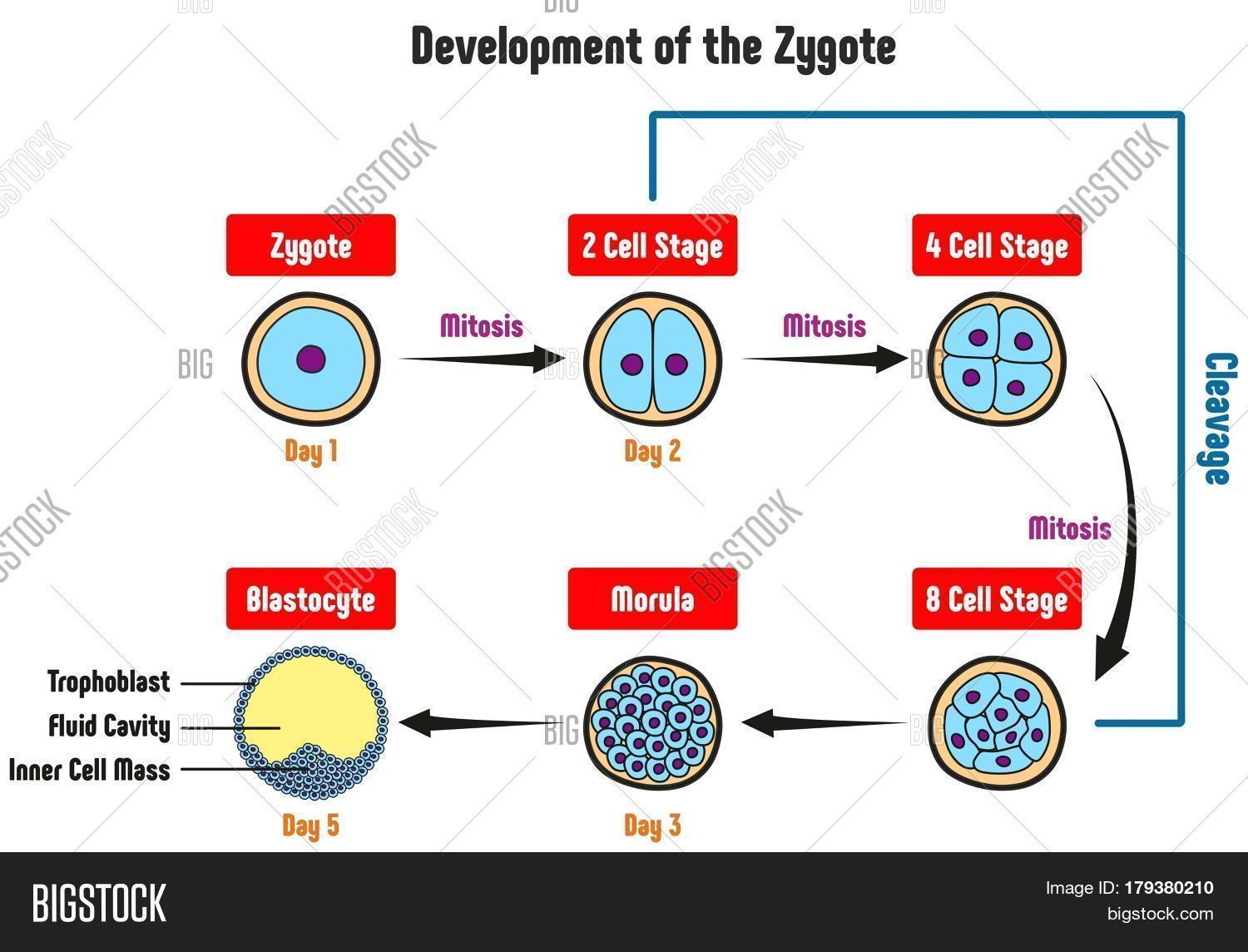 Development of the Zygote Diagram including all stages cell mitosis cleavage morula blastocyte ...