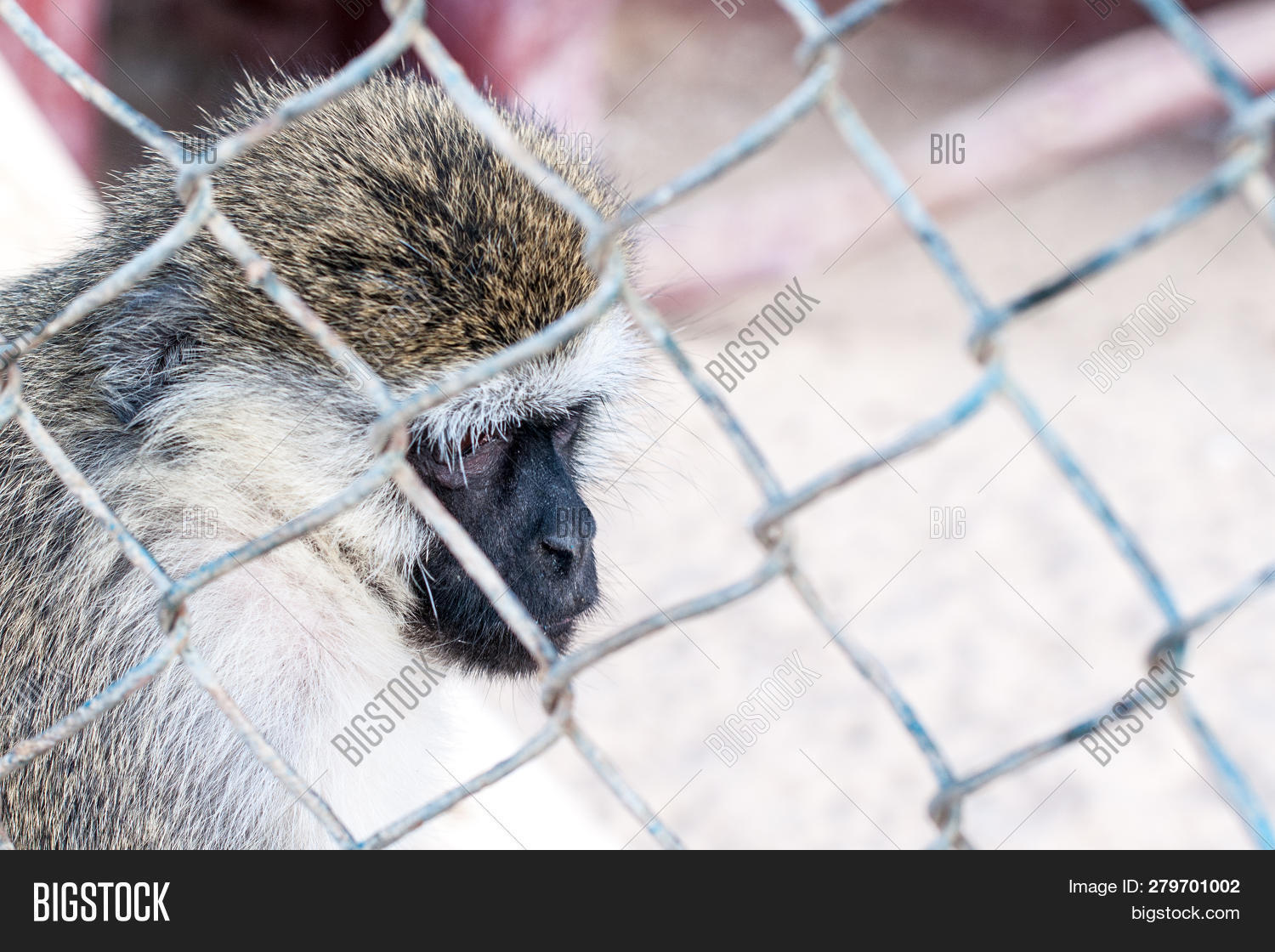 Sad Monkeys In Zoo Cage. Vintage Image Of Two Monkeys Looking Dejected ...
