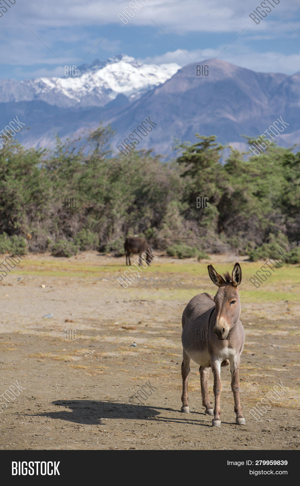 Donkey standing on the field at Nubra Valley landscape, Ladakh, India ...