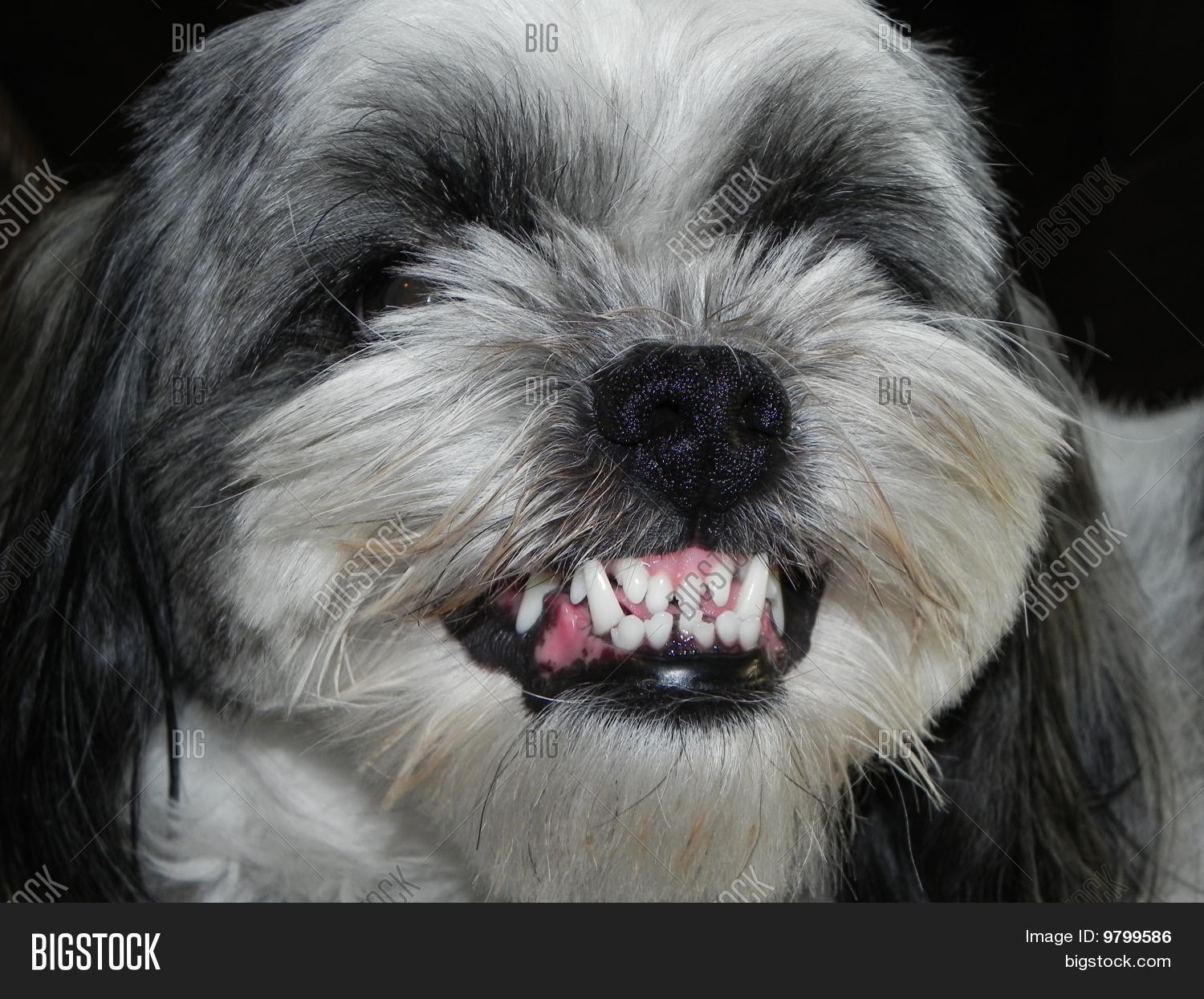 Unhappy Lhasa Apso image & stock photo. 9799586
