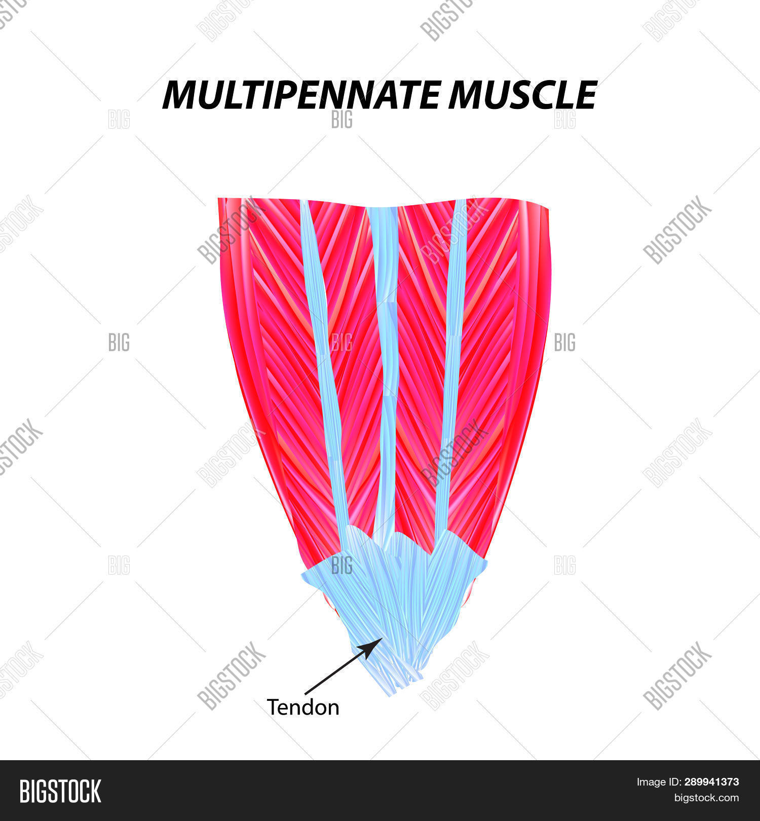 The Structure Of Skeletal Muscle. Multipennate Muscle. Tendon ...