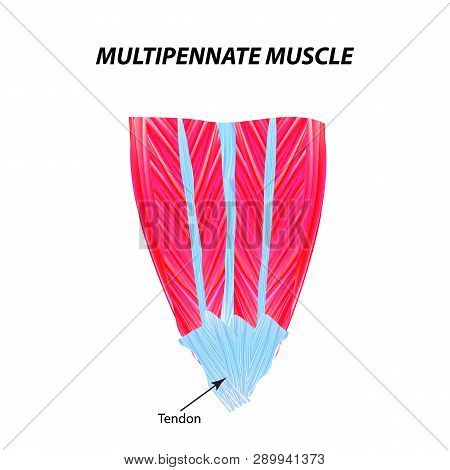 The Structure Of Skeletal Muscle. Multipennate Muscle. Tendon ...